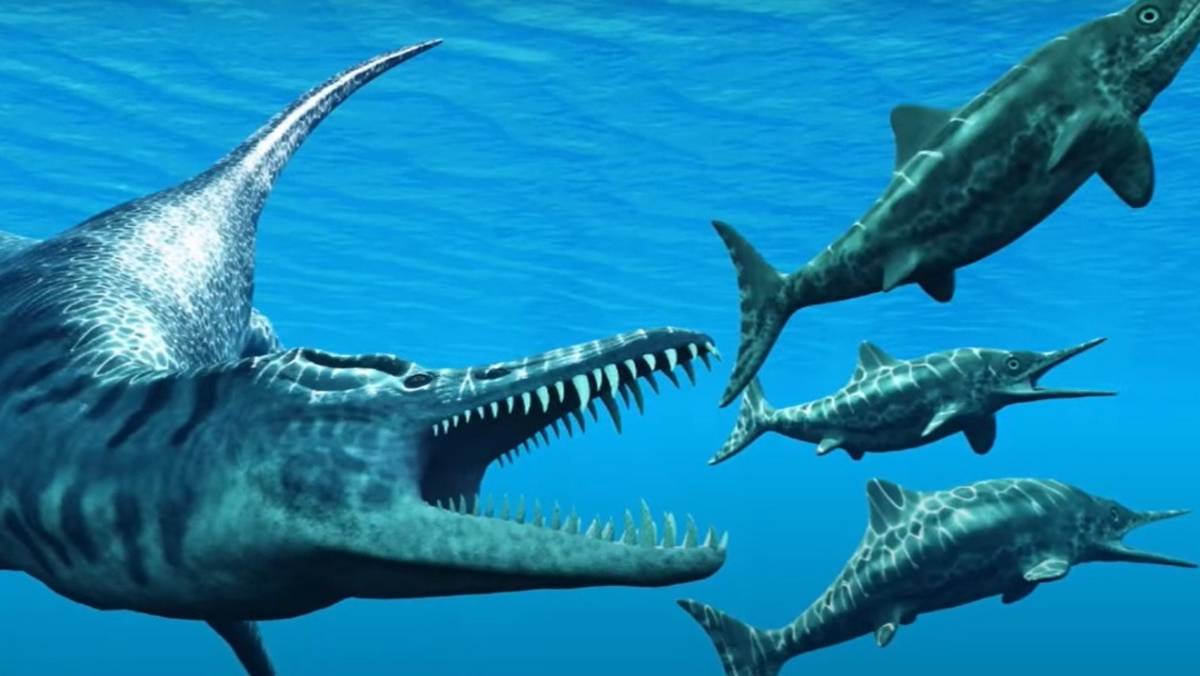 Imágenes De Dragonología Dragón Marino