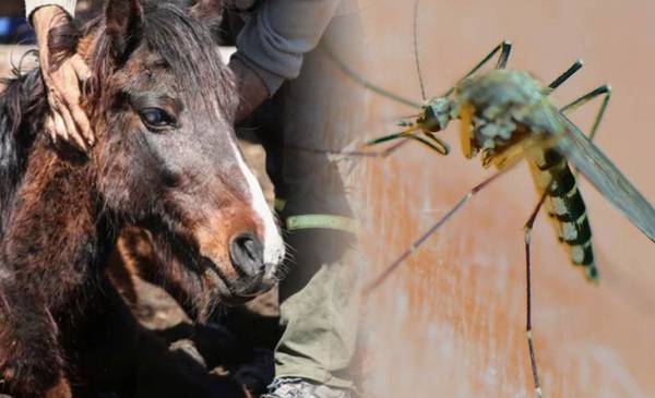 ¿Cómo se transmite la encefalitis equina? | El Destape