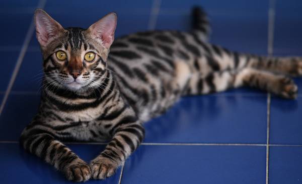 ¿Por qué los gatos tienen rayas y manchas? Descubrimiento REVELADO | El ...