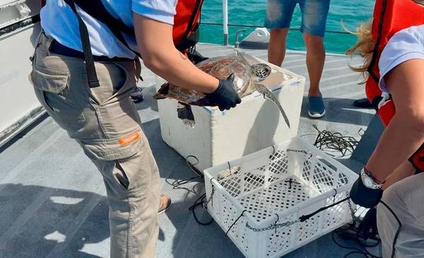 Volvió a Mar del Plata: la importante especie marina que rescataron en ...