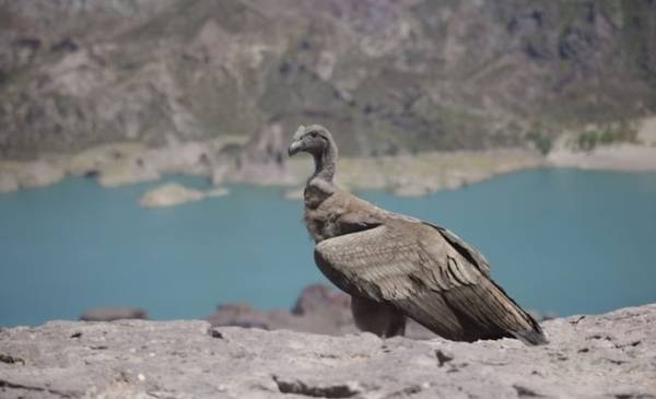 Mendoza: liberan un cóndor andino que no sabía volar | El Destape