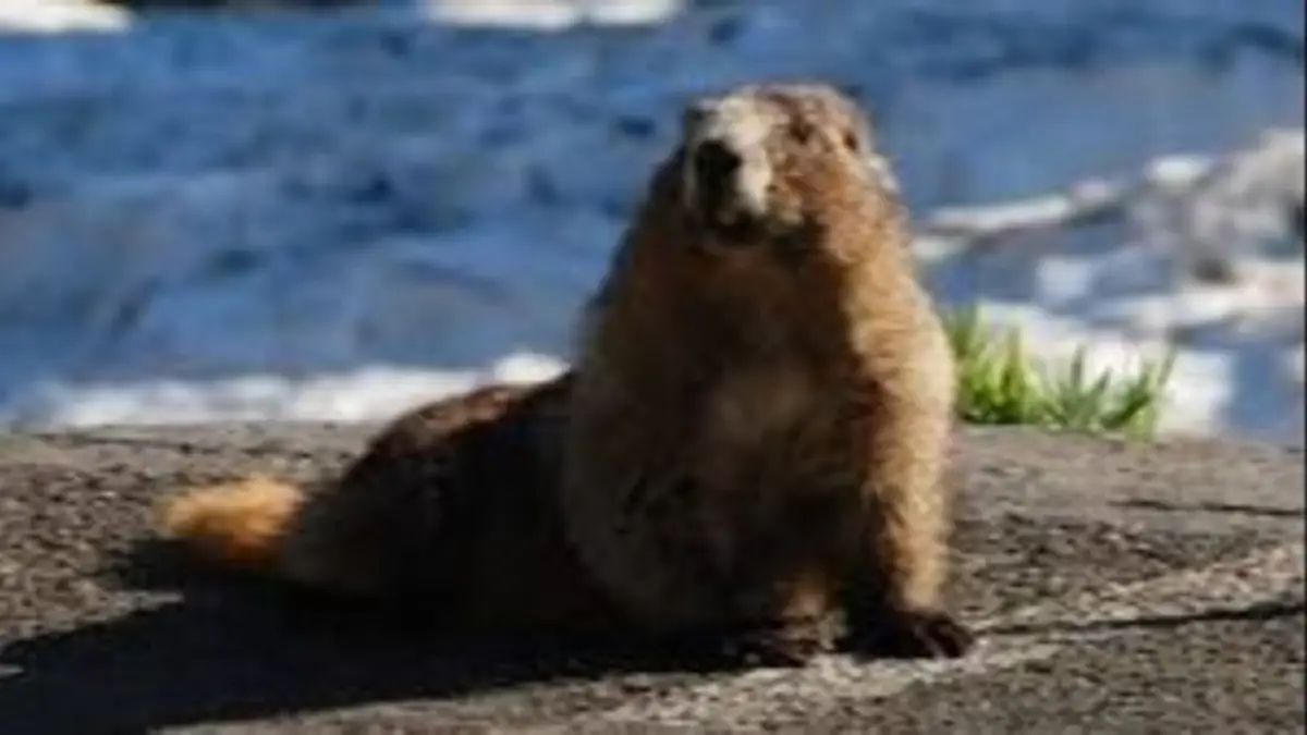 Juegos Del Día De La Marmota