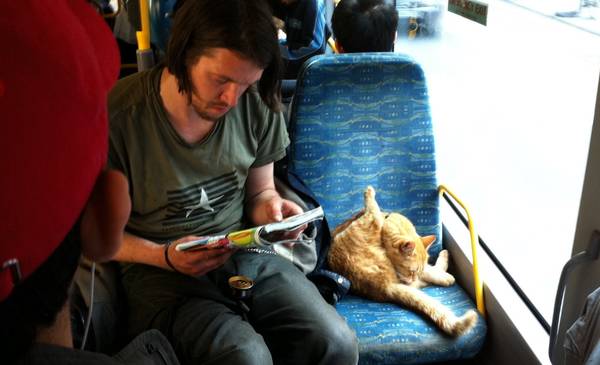 Las mascotas ya pueden viajar en micros de larga distancia: los ...