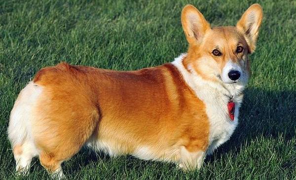 Cuáles son las razas de perro preferidas de la realeza | El Destape