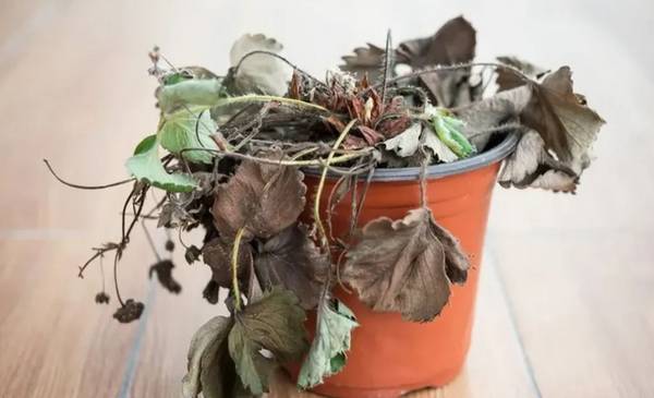 El tip secreto de los jardineros para revivir una planta marchita | El ...