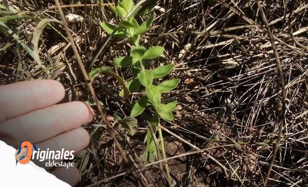 Al rescate de la "mentita misionera": quedan solo tres ejemplares ...