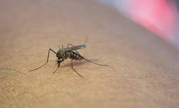 Alerta Por El Aumento De Los Contagios De Dengue En La Argentina Las