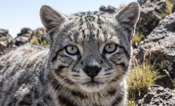 Video: un extraño gato andino fue visto caminando por la cordillera de ...