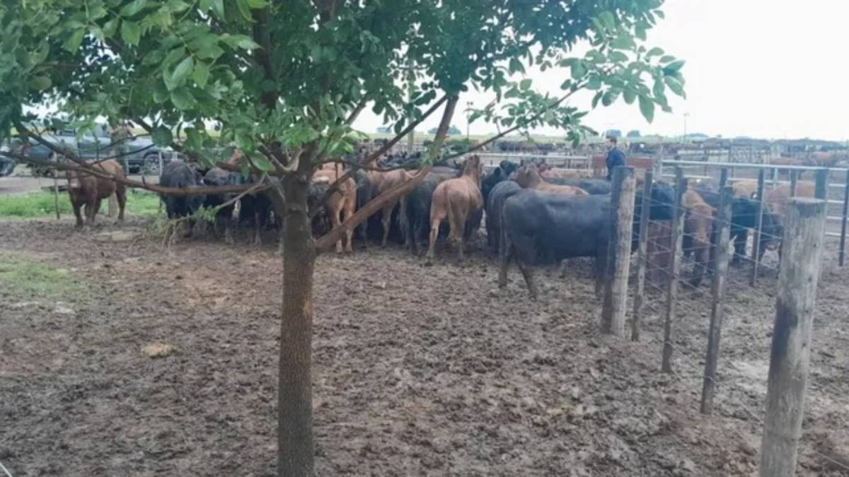 161 vacas, un influencer y un caso con versiones cruzadas: qué pasó ...