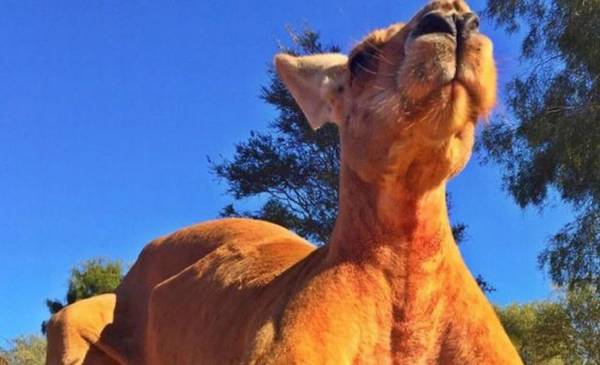 FOTOS: El increíble canguro musculoso en cuatro patas que parece salido ...