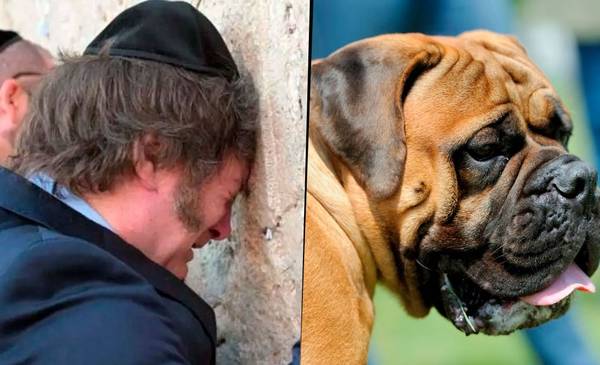 Se murió dos veces: así fue el triste final de Conan, el perro de ...