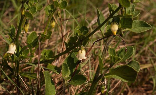Muchos creen que es un yuyo, pero esta planta tiene grandes beneficios ...