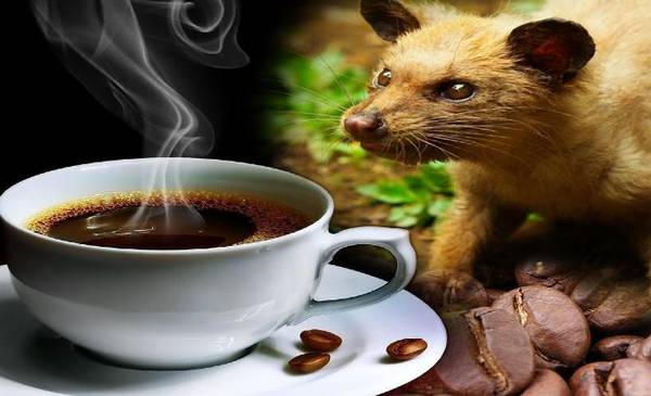 Los secretos en la elaboración del café más exótico y polémico del ...