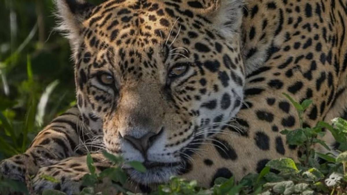 Gran hallazgo: el Impenetrable registró dos nuevos yaguaretés y ...
