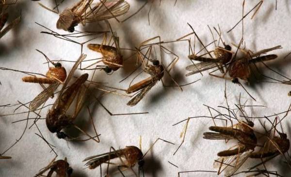 Señalan la importancia del "trabajo mancomunado" para enfrentar el ...