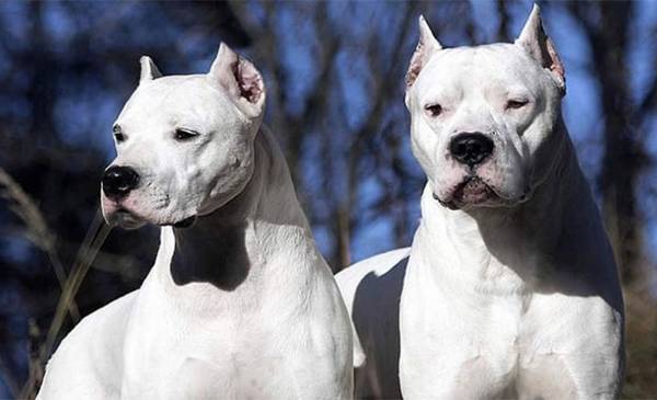 Imputaron al dueño de los dos perros dogo que mataron a una niña de 15 ...