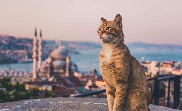 Por qué los gatos se paran cerca de sus dueños con los ojos cerrados y ...