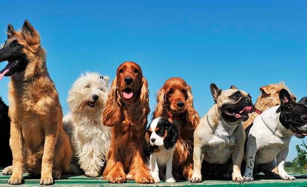 Es más cariñoso que el labrador y POCOS LO SABEN: la raza de perro más ...