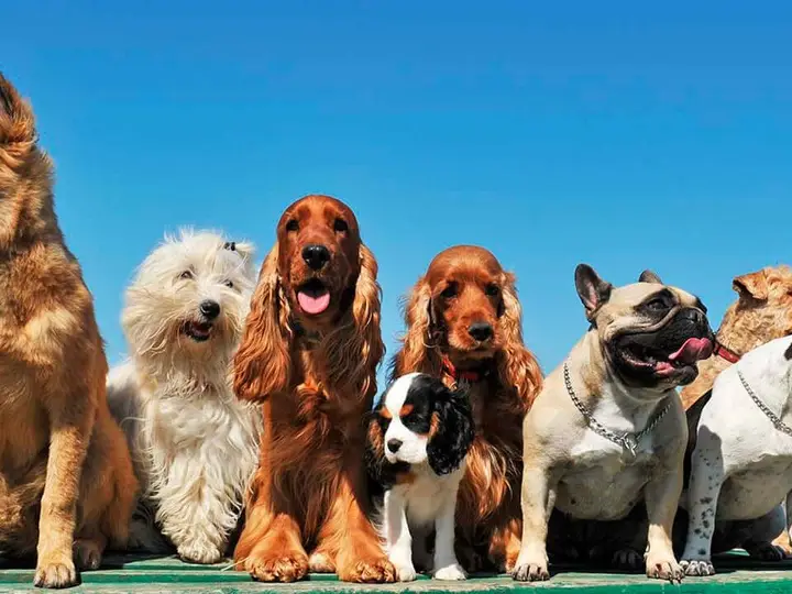 Razas De Perros Famosas