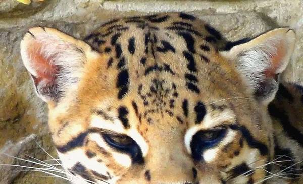 Ideal para vacaciones de invierno: ¿Qué animales hay en el Ecoparque de ...