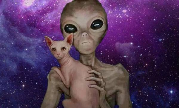 Estudio científico catalogó a los gatos como "una especie alienígena ...