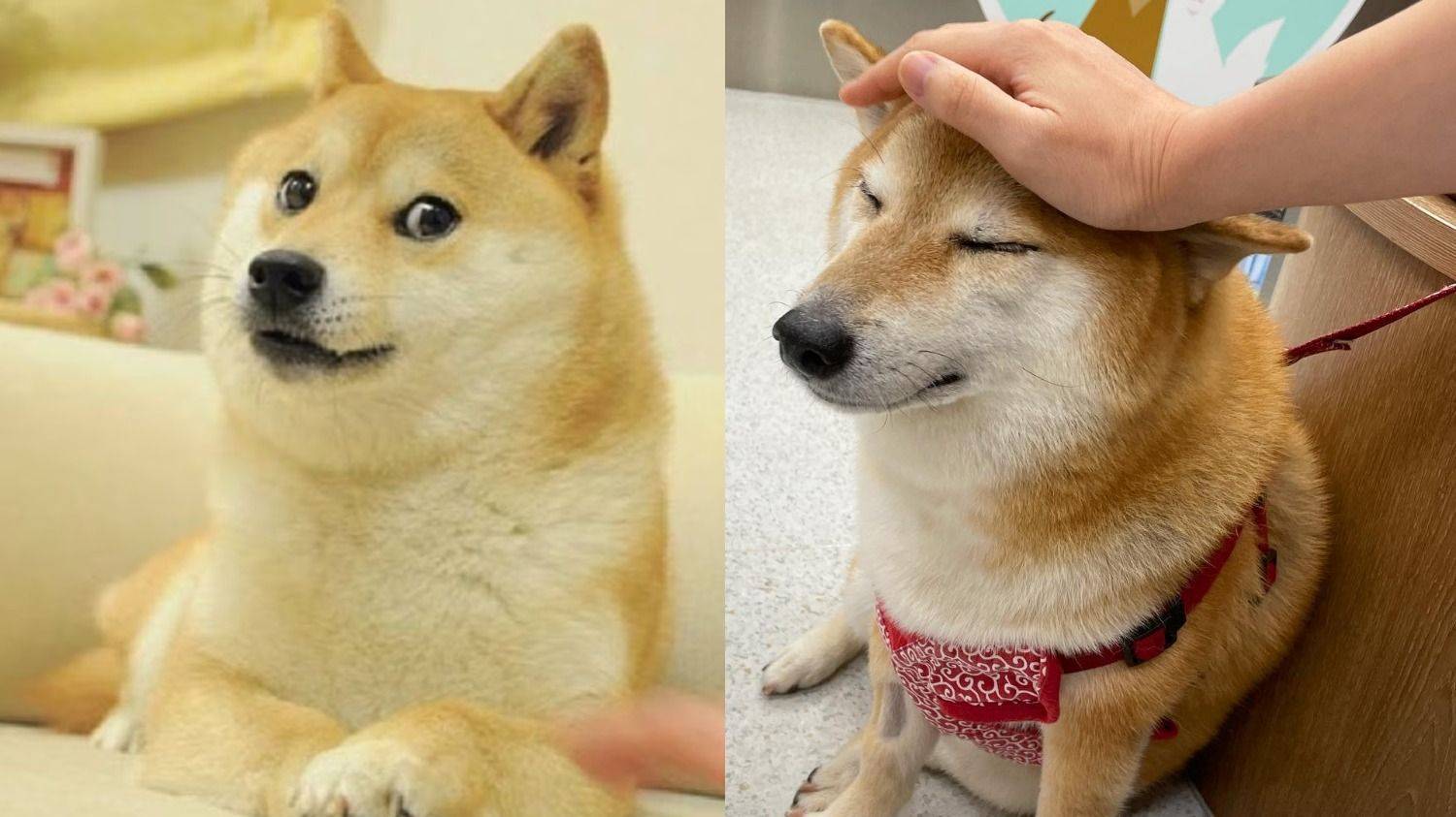 Cara Triste Perro Meme