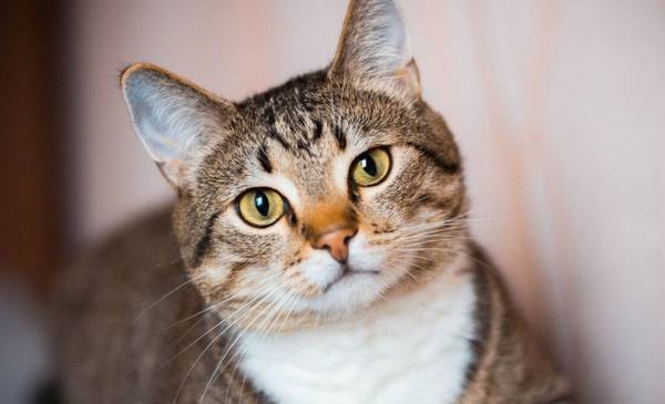 ¿Dónde está el gato? Publicó una foto en las redes y se viralizó por su ...