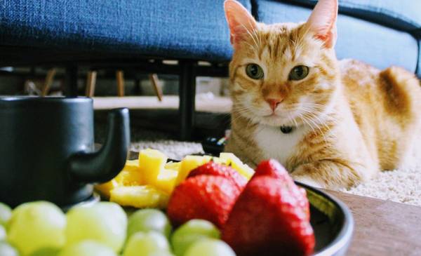 ¿A tu gato le gusta la sandía? Esto es lo que tenés que saber antes ...