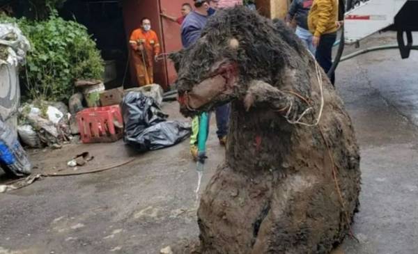 La Verdad Detrás Del Hallazgo De La Rata Gigante En Mexico El Destape