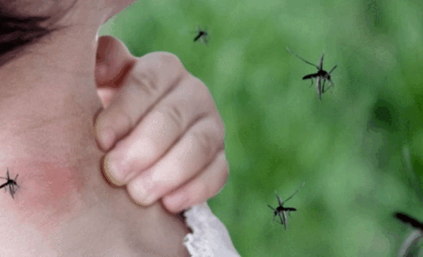 Dengue en AMBA: el dato clave de los expertos que cambia el panorama ...