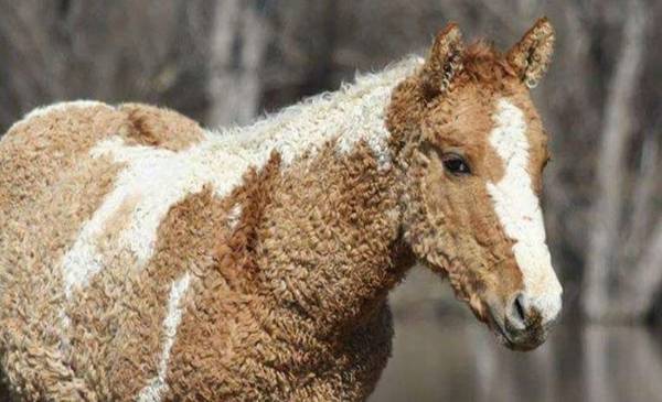 Más peludos que un pony: cómo son los extraños caballos de la Patagonia ...
