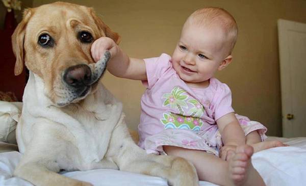 Qué razas de perros se llevan mejor con bebés y niños | El Destape