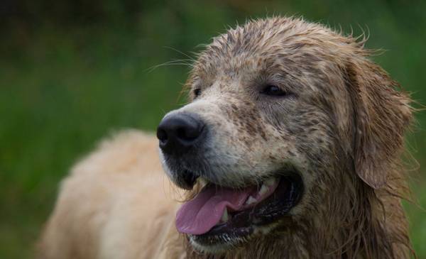 Fin del misterio: Por qué a los perros les encanta ensuciarse | El Destape