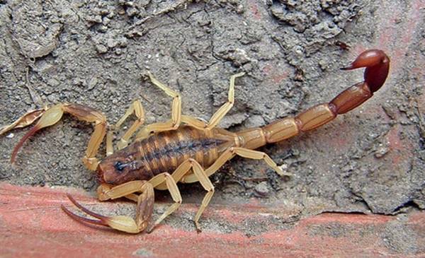 Salen con el calor: cómo identificar al alacrán venenoso que está en ...