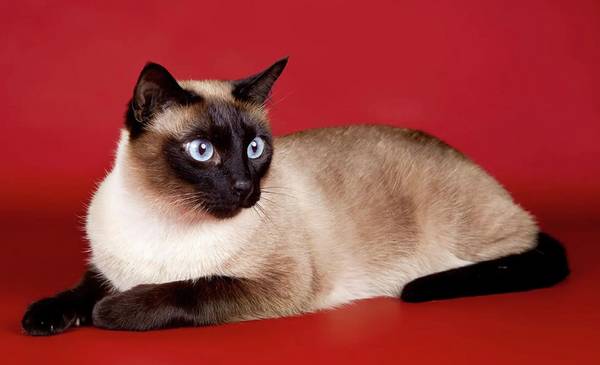 Por qué los gatos siameses cambian de color: la explicación de la ...