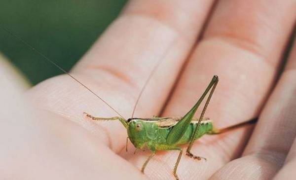 ¿Por qué no hay que ahuyentar a los grillos y qué significado tiene su ...
