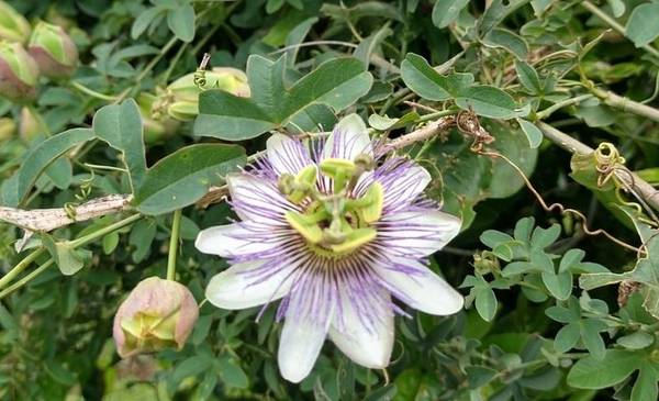 Muchos creen que es un yuyo, pero en realidad tiene un fruto riquísimo ...