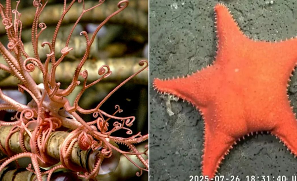 Nuevo STREAMING del CONICET en el fondo del mar: cuándo es y por dónde ...