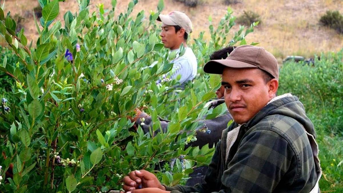 Con la retirada del Estado, las empresas del agro tienen vía libre para ...