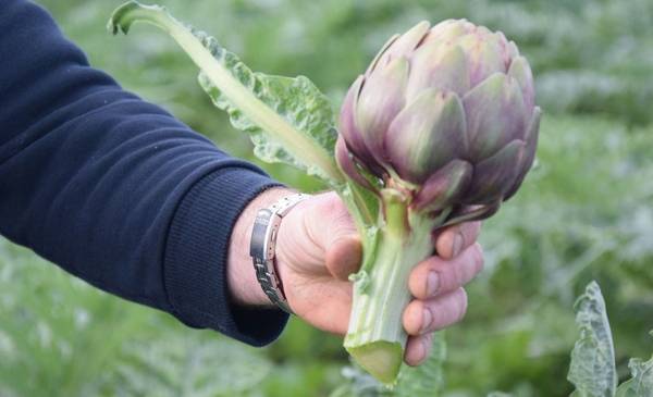 Cómo cocinar alcauciles | El Destape