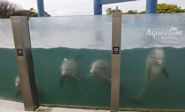 10 delfines del Aquarium de Mar del Plata fueron trasladados a Egipto ...