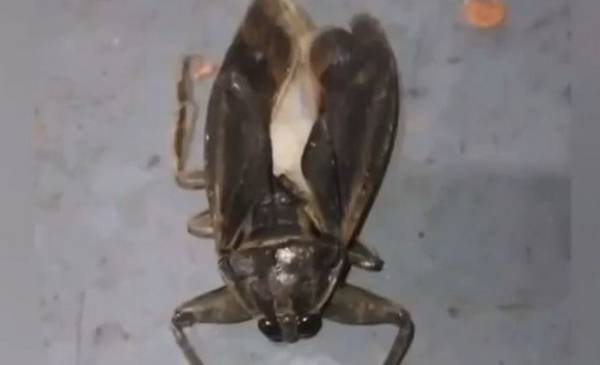Invasión de bichos en AMBA: qué son los extraños insectos que ...
